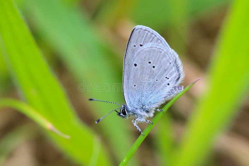 Kleine Blauwe Vlinder - Minimus Cupido Stock Foto - Afbeelding ...