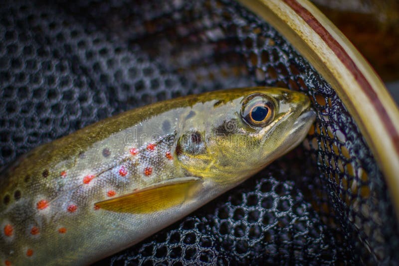 Kleine Bruine Forel stock foto. Image of rivier, visserij - 52377148