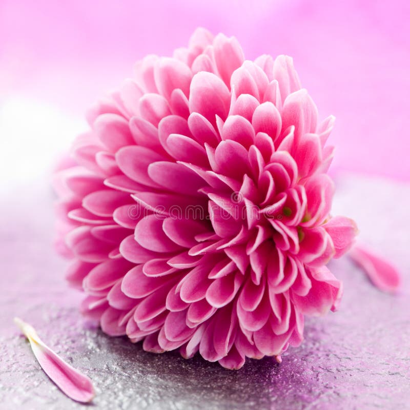 Kleine chrysant stock foto. Image of margriet, open, volledig - 20723364