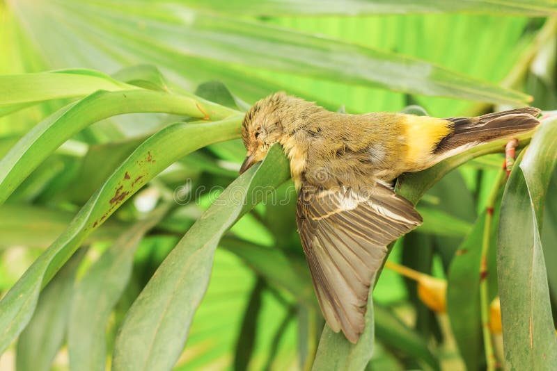 Kleine dode mus stock afbeelding. Image of grijs, klauw - 36471973