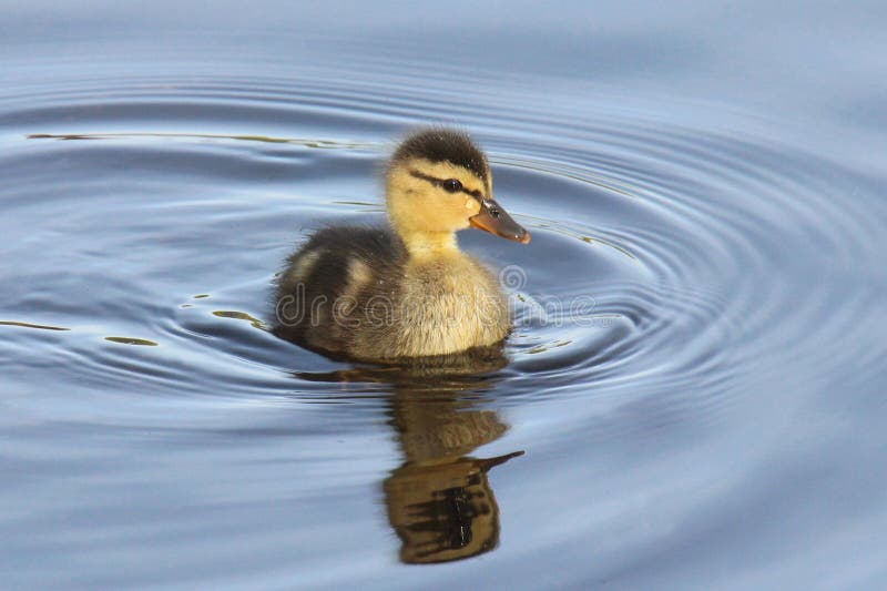 Baby-Stockente Duck Duckling - Anekdoten Platyrhynchos Stockbild - Bild ...