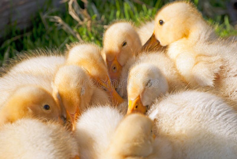 Zwei kleine Enten zusammen stockfoto. Bild von kleine - 4475646