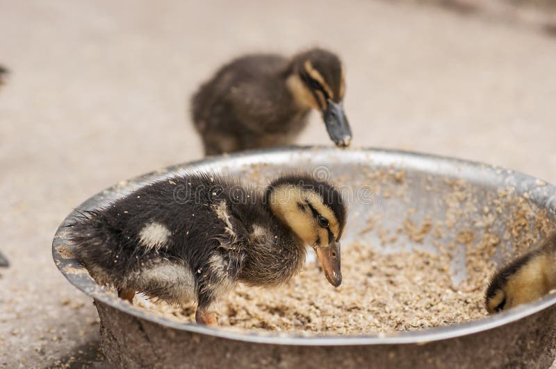 Kleine Enten stockbild. Bild von inländisch, ente, flaumig - 44558319