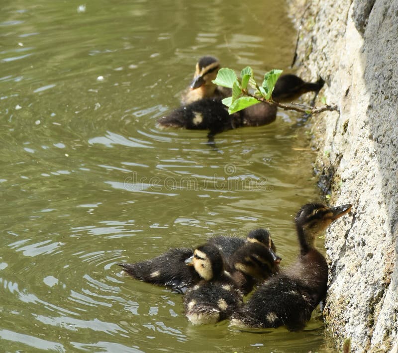 Zwei Kleine Enten Auf Einem Großen Teich. Stockfoto - Bild von ...