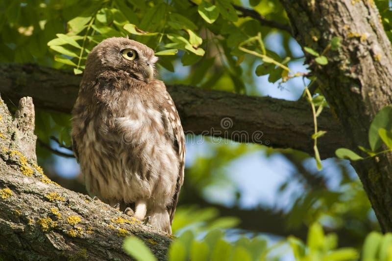 Kleine Eulen-Vogel stockfoto. Bild von wildnis, england - 56033542