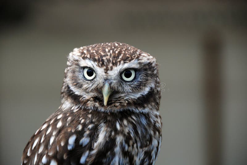 Kleine Eule stockbild. Bild von eule, wildnis, vogel - 10120563