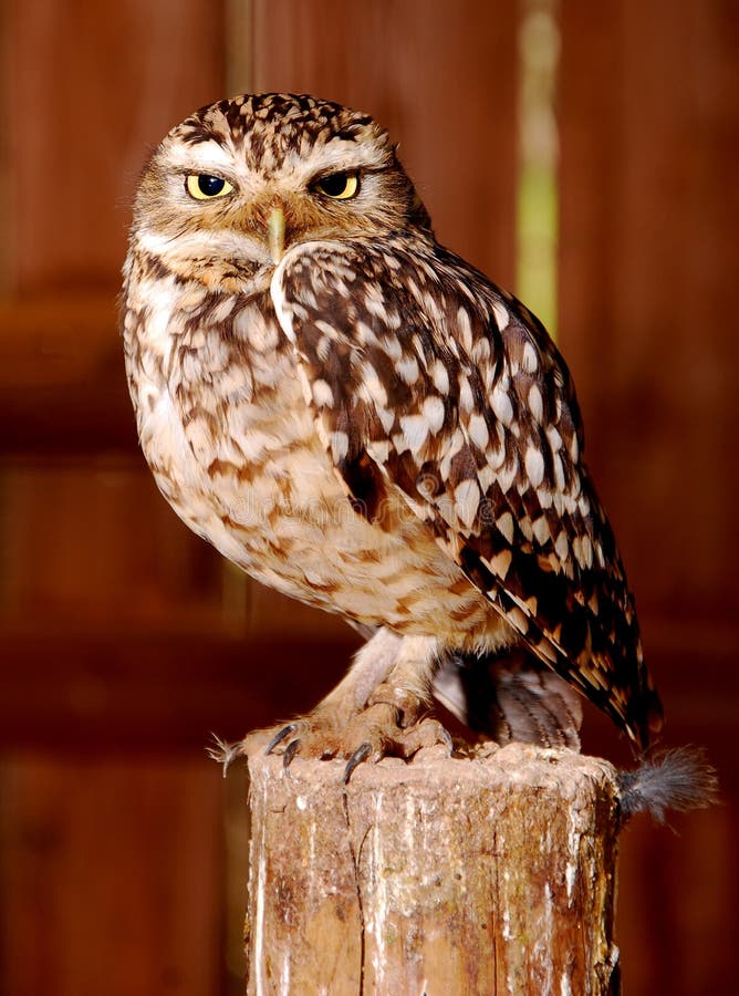 Kleine Eule stockbild. Bild von fliege, vögel, vogel, haustier - 956941