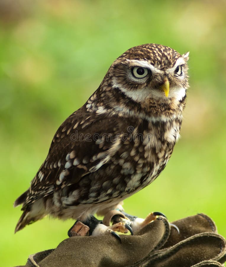 Waldkauz stockbild. Bild von wild, feder, opfer, raub - 9462195