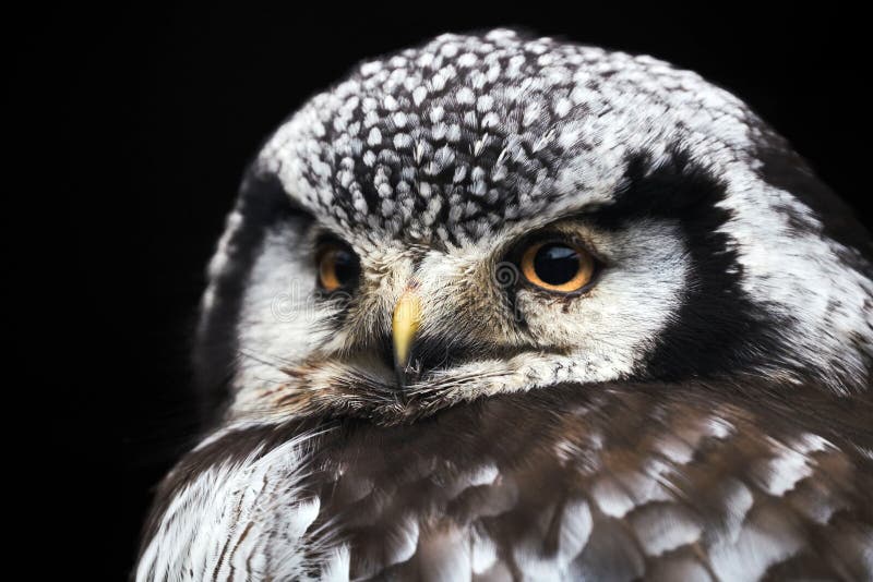 Kleine Eule stockbild. Bild von eule, vögel, landschaft - 17656667