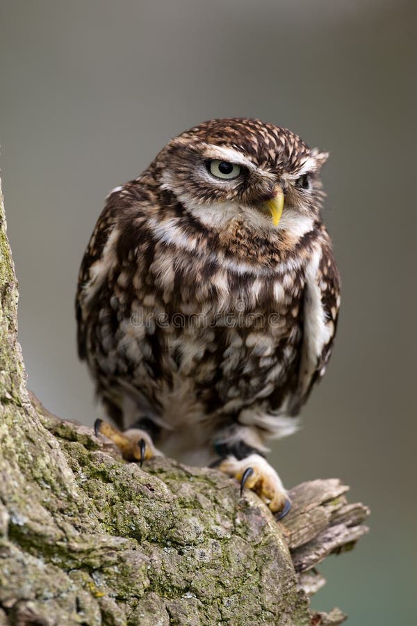 Eurasische Adler-Eule - Bubo Bubo (22 Monate) Stockbild - Bild von ...