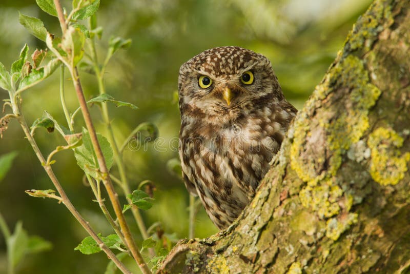 Kleine Eule in Einem Apfelbaum Stockfoto - Bild von gelb, farben: 15169914