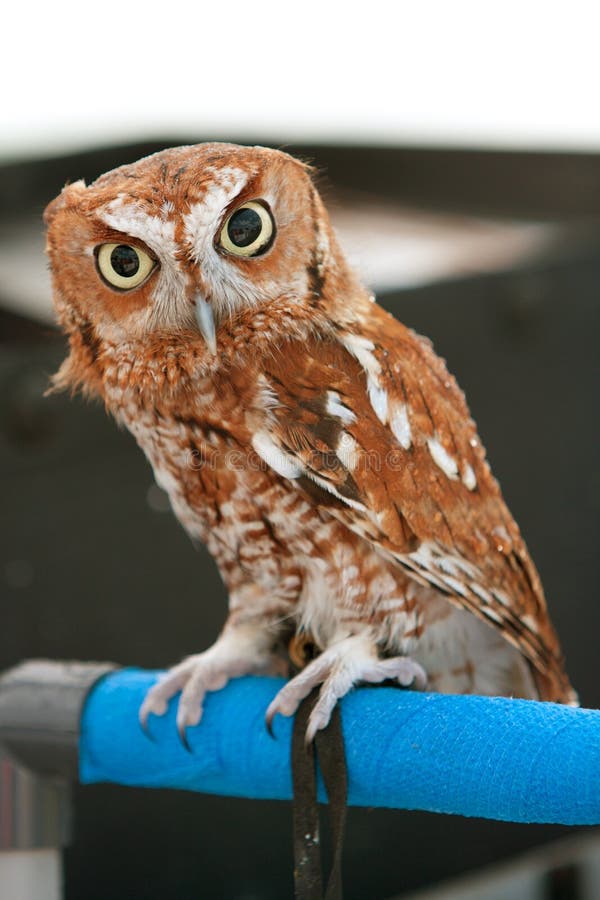 Kleine Eule Starrt Mit Großen Augen an Stockbild - Bild von erscheinen ...