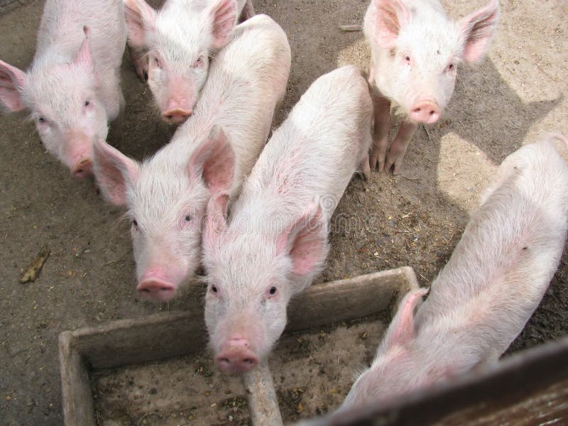 Nette Ferkel Im Schweinezuchtbetrieb Stockbild - Bild von jung ...