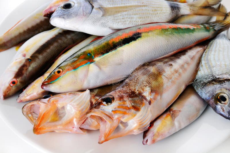 Kleine Fische stockbild. Bild von nährstoff, mittelmeer - 20437667