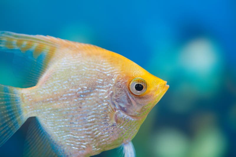 Kleine Fische Des Aquariums (Hoplosternum Thoracatum) Stockfoto - Bild ...