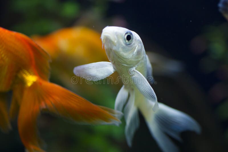 Kleine Fische in Einem Aquarium Stockfoto - Bild von leben, exotisch ...