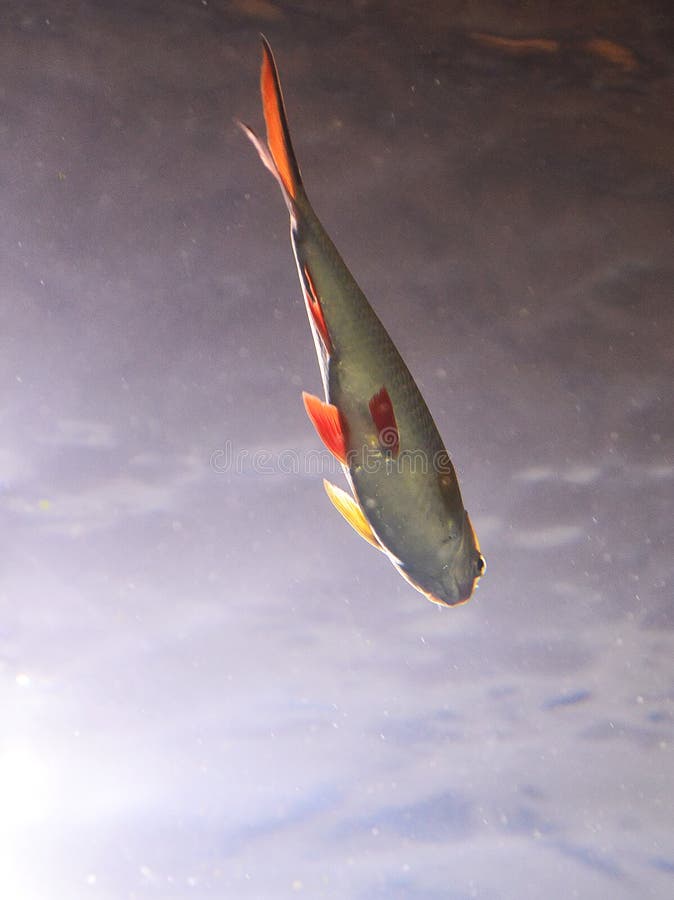 Kleine Fische Mit Roter Flosse Stockfoto - Bild von nachricht ...