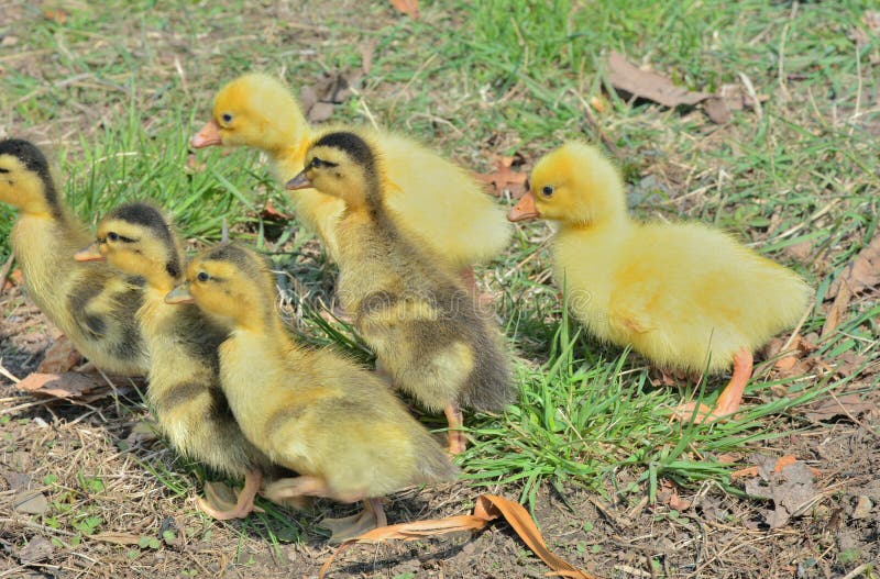 Jong gansje 3 stock foto. Image of gansje, eendje, binnenlands - 74841308