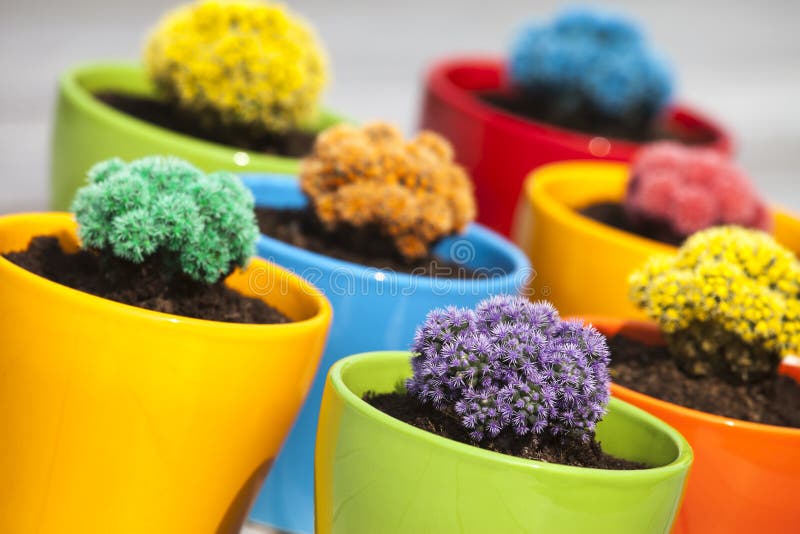 Kleine gekleurde cactussen stock foto. Image of woestijn - 32793712