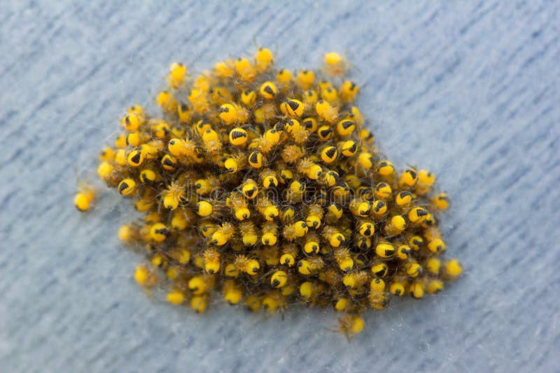 Kleine gele jonge spinnen stock afbeelding. Image of uitgebroed - 71122833