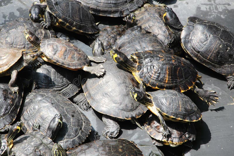 Kleine groene schildpadden stock afbeelding. Afbeelding bestaande uit ...