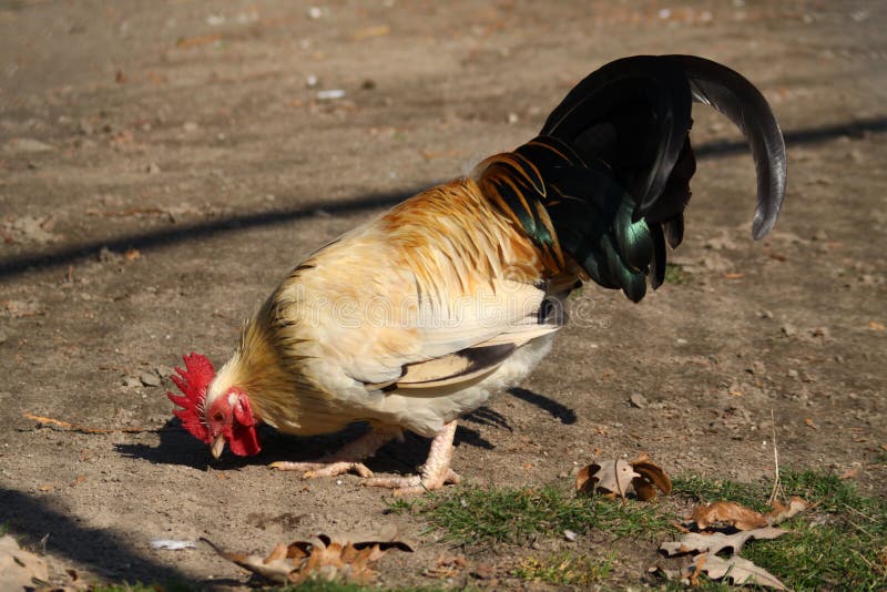 Kleine haan stock foto. Image of kuiken, mannetje, dier - 31164526