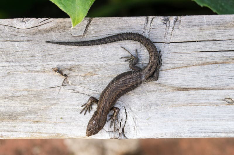 Kleine hagedis stock foto. Image of helder, reptiel - 105590370