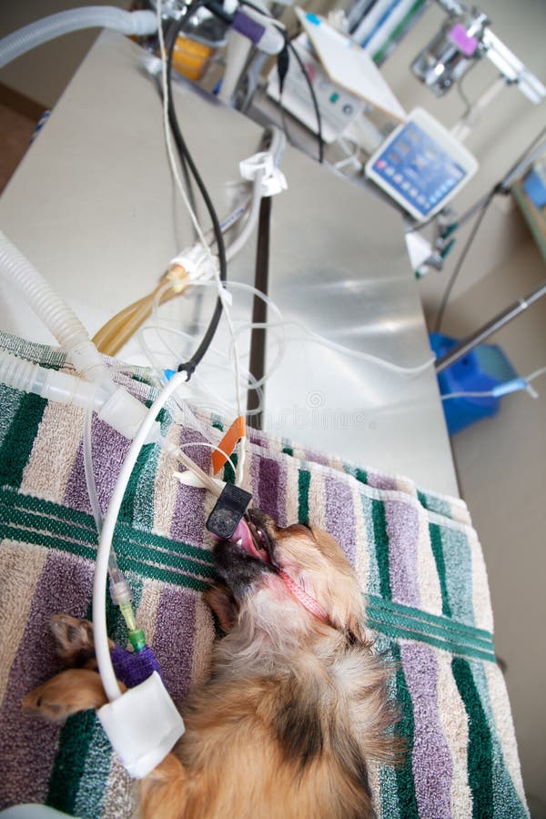 Kleine Hond Onder Anesthesie Stock Afbeelding - Image of anesthesie ...