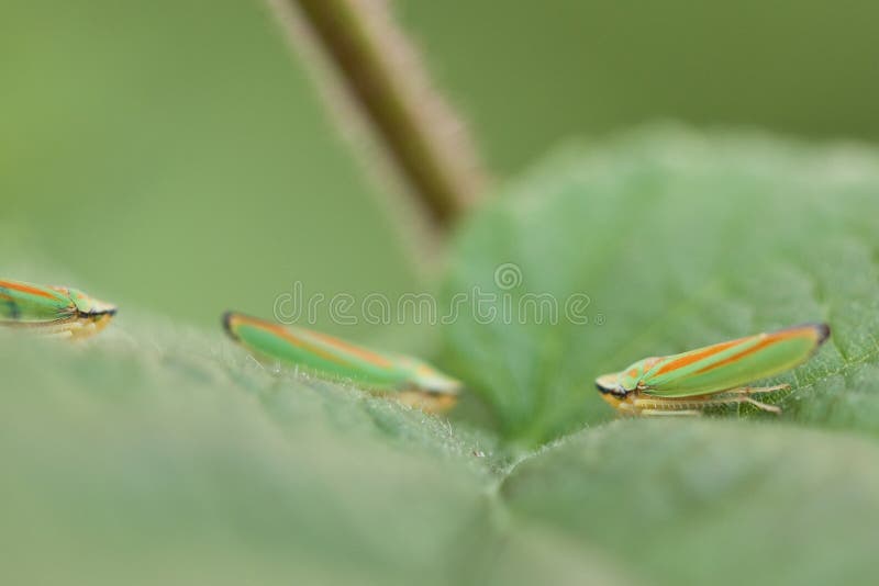 142,773 Insekte Fotos - Kostenlose und Royalty-Free Stock-Fotos von ...