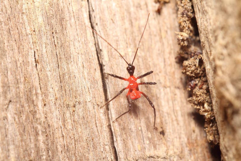 Kleine Insekten im Garten stockfoto. Bild von porträt - 64951216