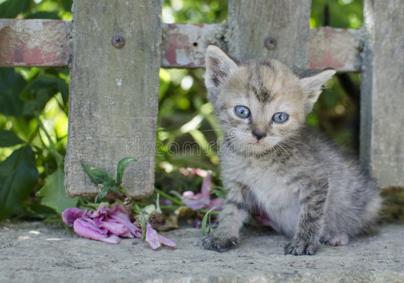 Kleine kat stock afbeelding. Image of dier, aanbiddelijk - 25421639