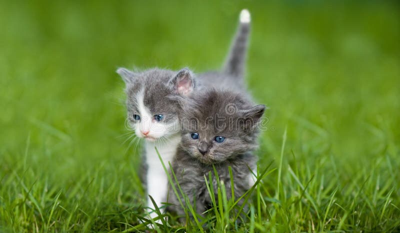 Twee kleine katten stock afbeelding. Image of grazen, tuin - 5707739