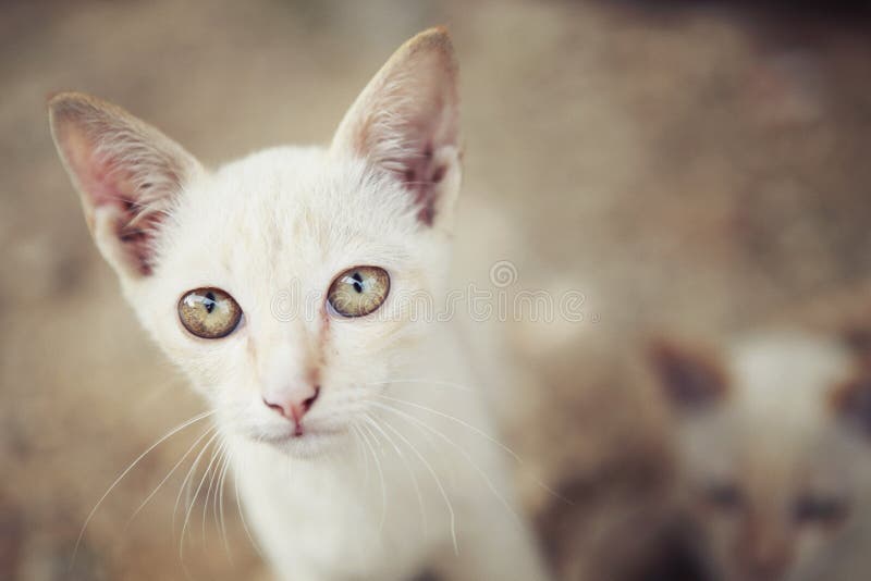 Kleine katjes stock foto. Image of zwart, leuk, katten - 30460308