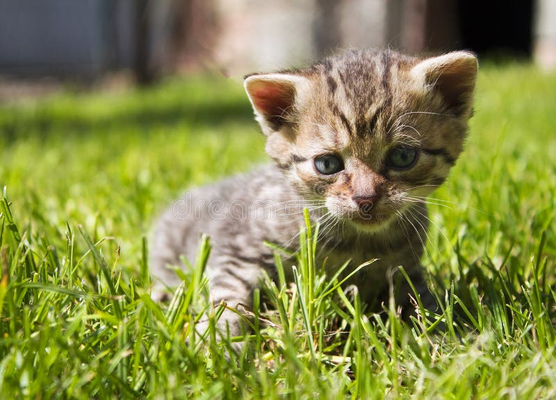 Katze, Fauna, Klein Zu Mittelgro?en Katzen, Cat Like Mammal Bild. Bild ...