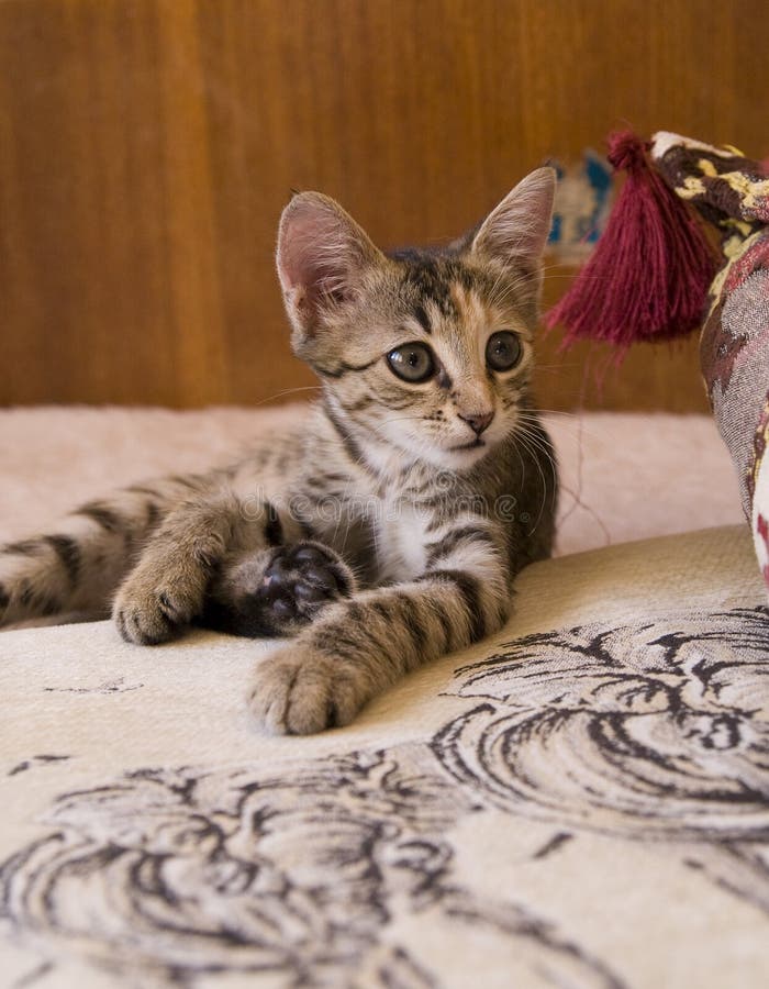 Kleine Katze stockfoto. Bild von geschichte, land, miezekatze - 6047116