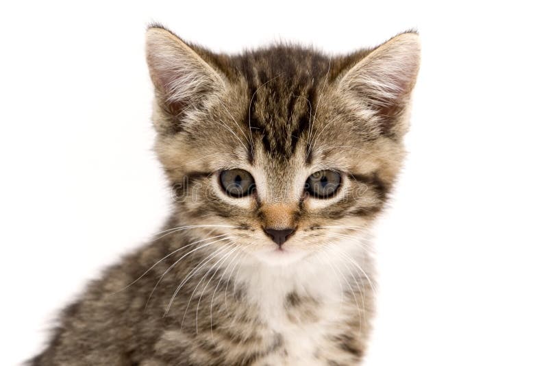 Kleine Katze stockbild. Bild von kätzchen, ausdruck, auge - 8301421