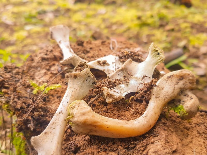 Kleine Knochen Des Toten Tieres Stockfoto - Bild von schmutz, knochen ...