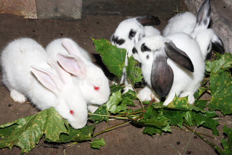 Wit konijn met rode ogen stock afbeelding. Image of zorg - 79781075
