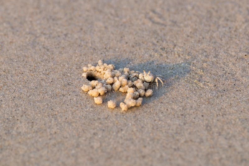 Krab - Levende Blauwe Krabben 3 Stock Foto - Image of krabben, feest ...