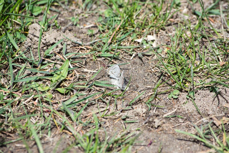 Kleine Motten stockbild. Bild von motte, wildnis, schön - 93766841