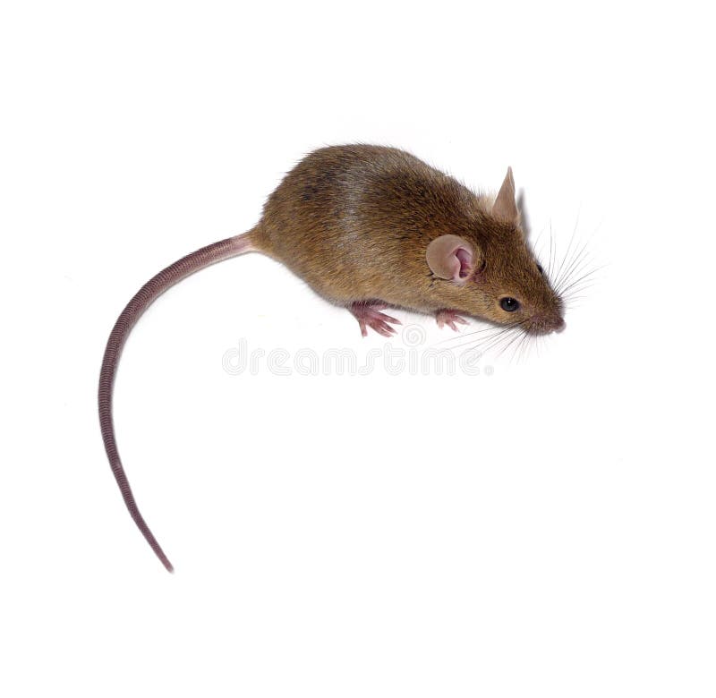 Grappige Muis Met Rode Sjaal Stock Foto - Image of portret, achtergrond ...