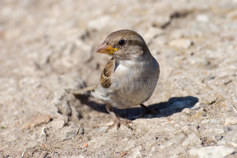 Kleine mus stock afbeelding. Image of buiten, kind, weinig - 25618957
