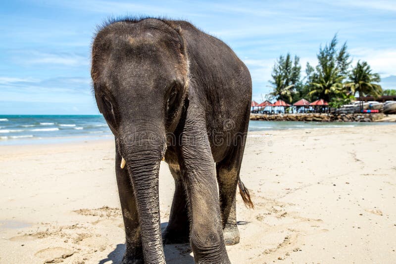 Afrikaanse Olifant Die Op Het Strand Lopen Stock Foto - Afbeelding ...