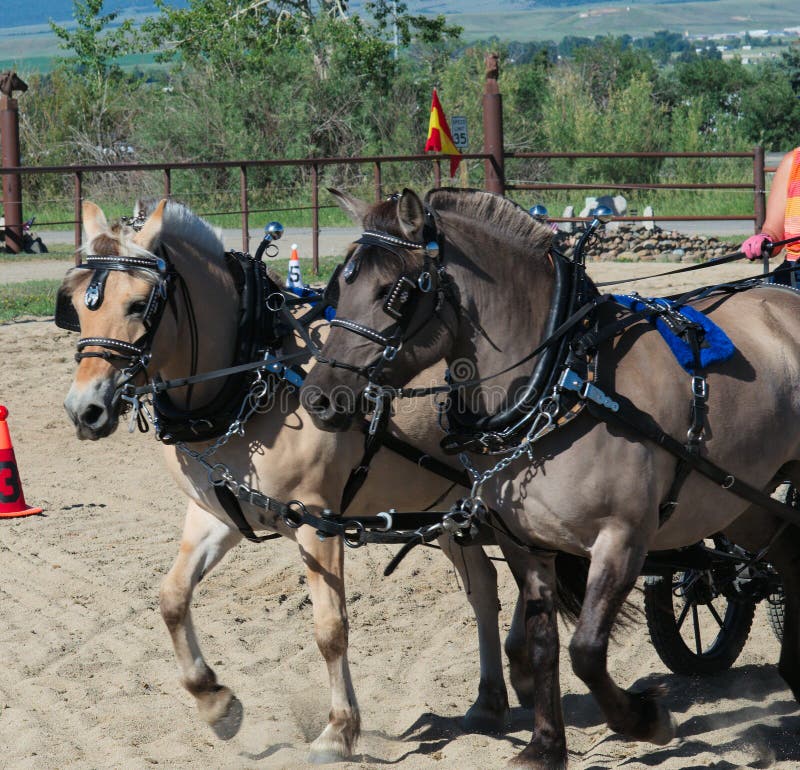 Twee Paarden Die Een Kar Trekken Stock Afbeelding - Afbeelding ...