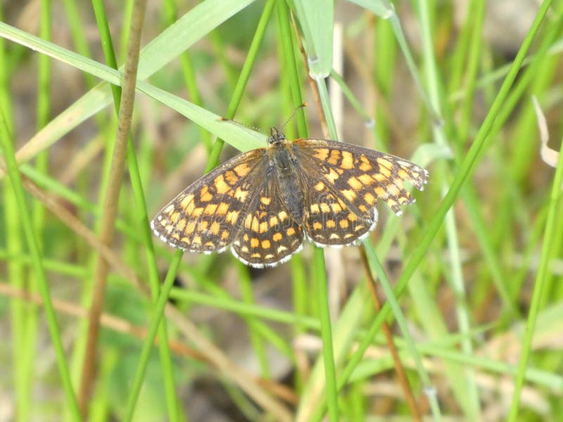 Kleine Oranje Bruine Witte Zwarte Vlinder in Het Gras Stock Afbeelding ...