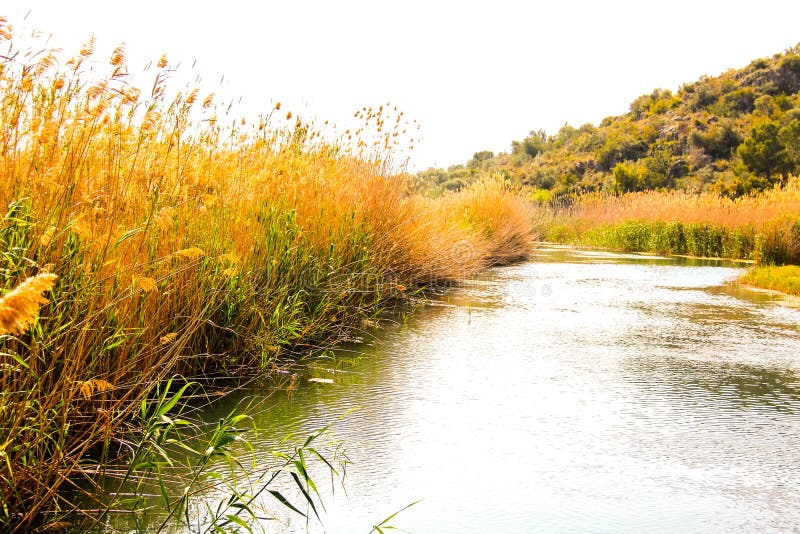 Kleine Rivier in Een De Aardpark Van Het Moerasland Stock Afbeelding ...