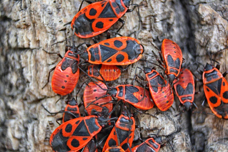 Kleine rode insecten stock foto. Image of uitgesloten - 94013584