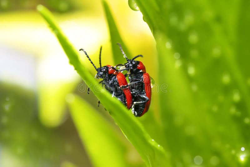 Kleine rode kevers. stock afbeelding. Image of flora - 29812897