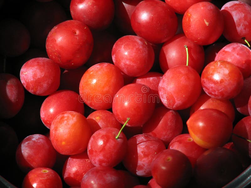 Kleine rode pruimen stock afbeelding. Image of najaar - 61521307