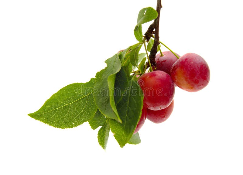 Kleine Ronde Rode Wilde Pruimen Stock Foto - Image of voedzaam ...